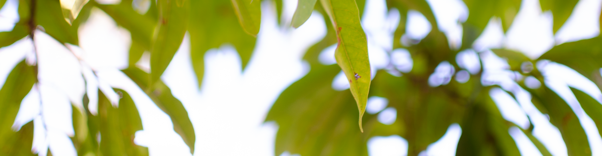 Hortitec Chile - Distribuidora mayorista de growshops